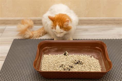 Los 10 Errores Más Comunes Que Cometen Los Dueños De Gatos en La Caja