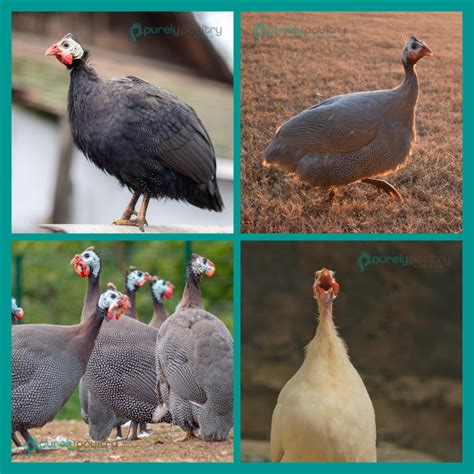 Guinea Keets Assortment Purely Poultry