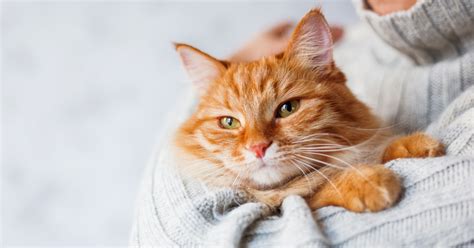 【獣医師監修】猫を抱っこ好きにさせる方法と抱っこ嫌いにするngな抱っこ 「犬や猫ともっと幸せに」をコンセプトにしたwebメディア「sippo」