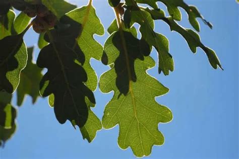 Silver Oak Tree Leaves And Fruits Environment Buddy