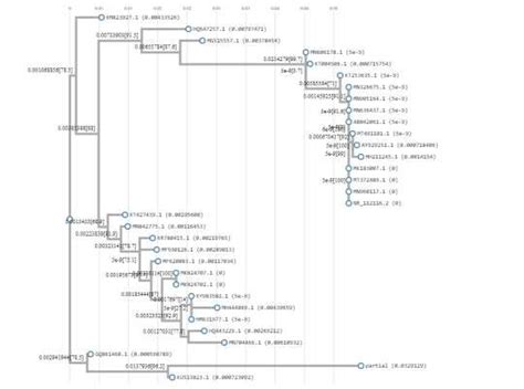 Phylogenetic Analysis Of Bacillus Subtilis Strain Anues03 Download
