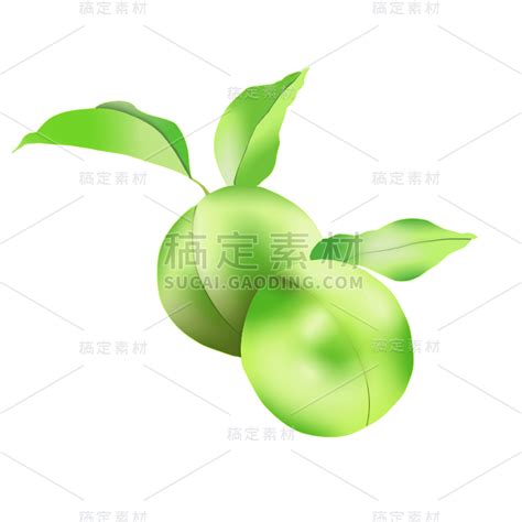 青梅手绘素材高清青梅手绘素材下载10000个青梅手绘素材大全 稿定设计