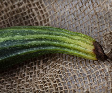 How To Spot Zucchini Diseases And Deal With Problems Homes And Gardens