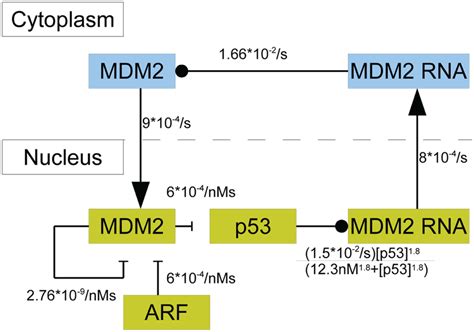 A Schematic Of The Model Of P53 Including Mdm2 Sequestration By Arf
