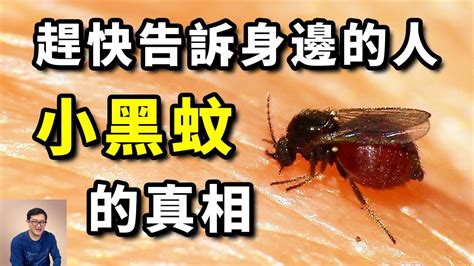 為什麼說小黑蚊比蚊子還可惡台灣鋏蠓突然肆虐的真正原因以及最出人意料的解決辦法老肉雜談 昆蟲 動物 蚊 YouTube