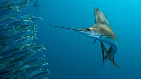 Swordfish Hunting Schoolof Fish Wallpaper Wallpapersok