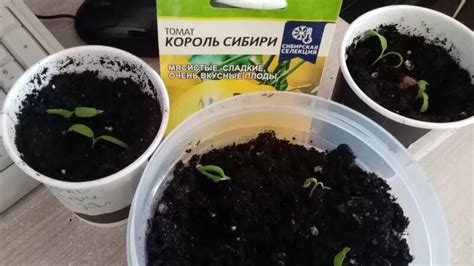 Томаты "Король Сибири" . Пикировка 23 марта 2022г. Очень Сахаристые ...