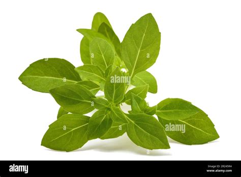 Ocimum Minimum Ausgeschnittene Stockfotos Und Bilder Alamy