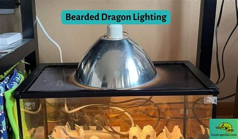 Proper Bearded Dragon Lighting At Pearlie Ruiz Blog