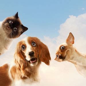 Фотообои с животными - заказать фотообои с изображением животных на ...