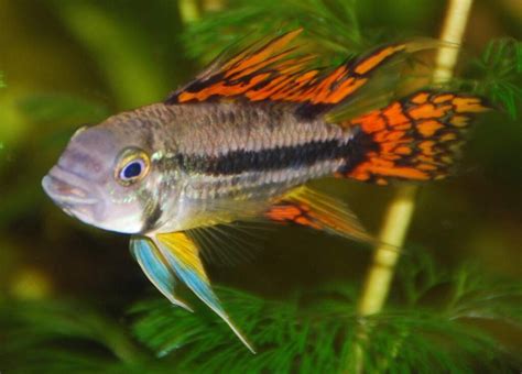 Apistogramma Care Guide Size Diet Lifespan And More