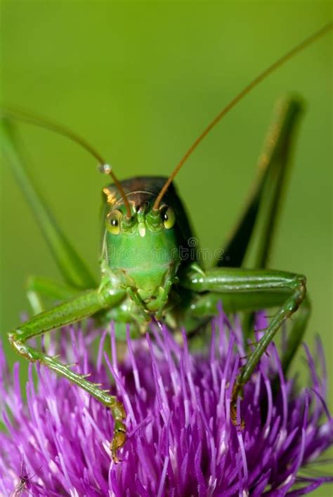 Grasshopper Stock Image Image Of Violet Grasshopper 3931827