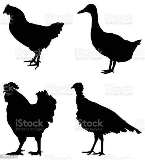 가금류 실루엣 0명에 대한 스톡 벡터 아트 및 기타 이미지 0명 가금류 검은색 Istock