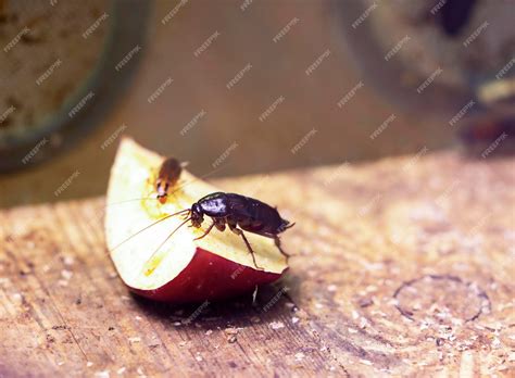 Premium Photo A Cockroach On An Apple Slice