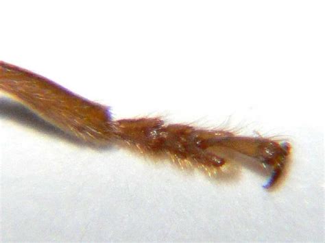 ムネホシシロカミキリ 昆虫研究所