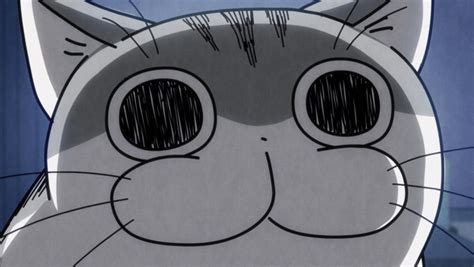 今日もかわいいキュルガくん。こちらに近づいてくる理由とは？ アニメ『夜は猫といっしょ』第15、16話先行カット＆あらすじ Pash