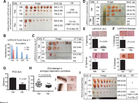 Figure 1 From Defining A Population Of Stem Like Human Prostate Cancer