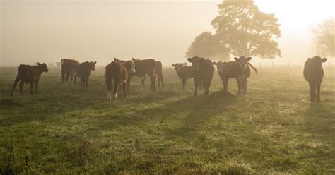 The Nutritional Bounty Of Grass Fed Beef A Savory Journey To Optimal