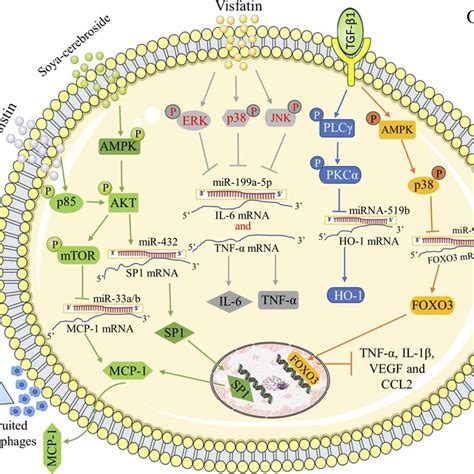 Activated Nf‐κb Signalling Pathway In Oa‐fls Inflammation Ctgf