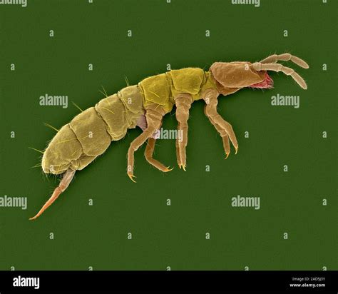Color análisis micrografía de electrones SEM de Springtail Folsomia candida Saltadores