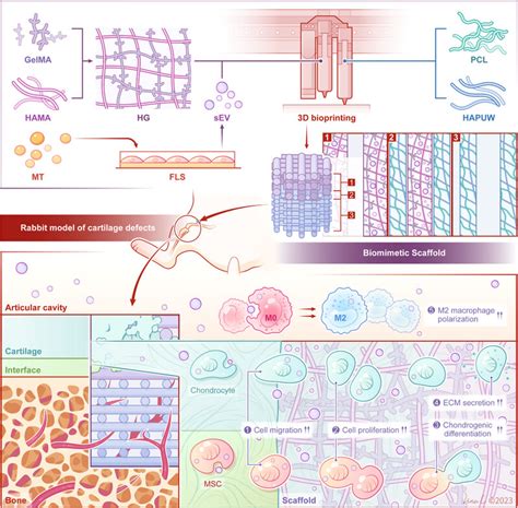 Three‐dimensional Printed Biomimetic Multilayer Scaffolds Coordinated