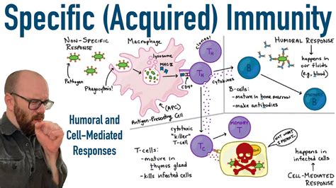 Specific Adaptive Immunity Humoral And Cell Mediated Responses
