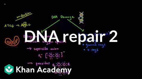 Dna Repair 2 Biomolecules Mcat Khan Academy Youtube