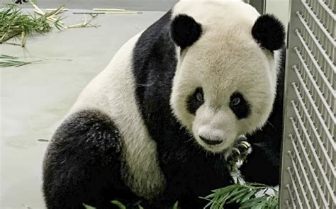 「團團」第二次診斷結果出爐！園方：腦部惡性腫瘤機率大幅提高 生活 Newtalk新聞
