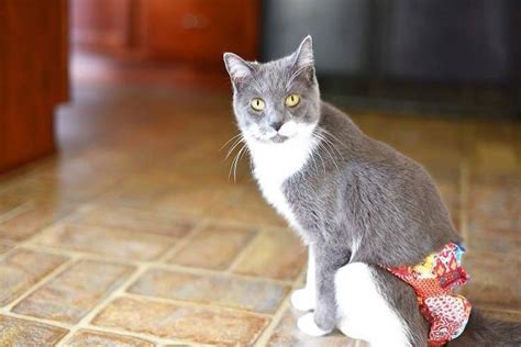 Памперсы для котов и кошек: особенности выбора и использования ...