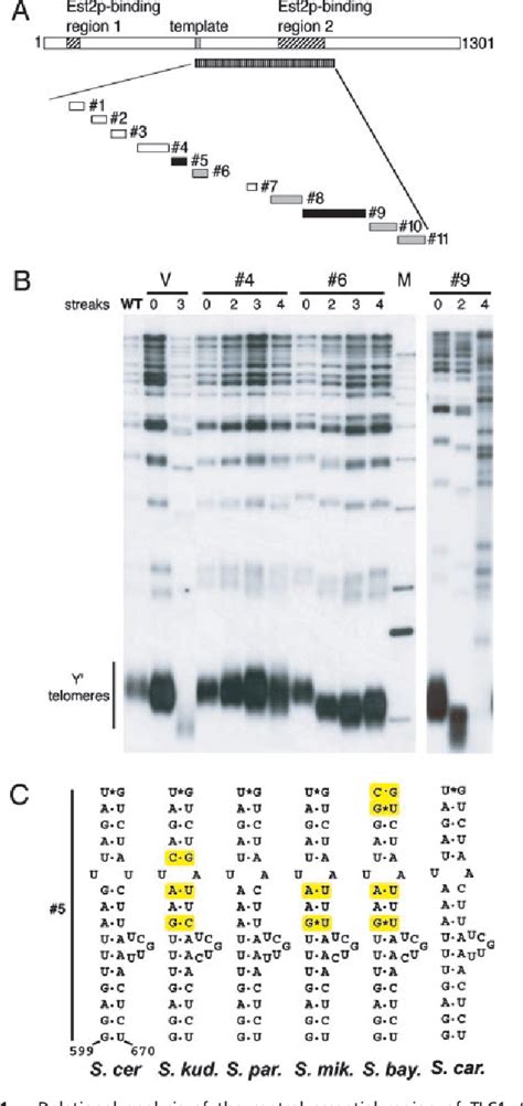 Figure 1 From A Universal Telomerase Rna Core Structure Includes