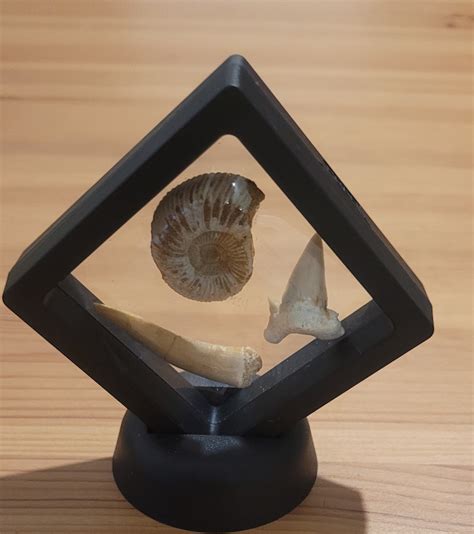 Selection Of Fossils In A Floating Frame Ammonite Shark And Enchodus
