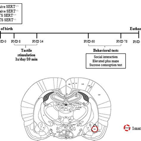Schematic Representation Of The Experimental Paradigm Performed In