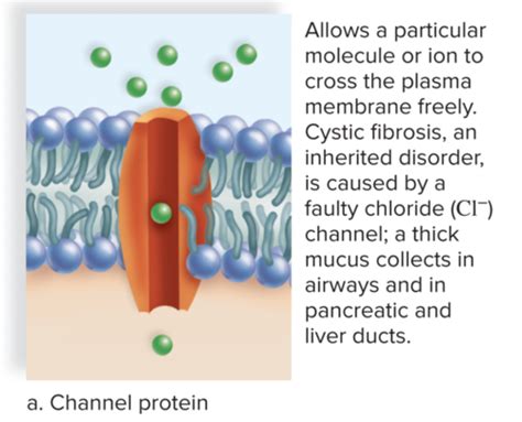 Chapter 4 Membrane Structure And Function Flashcards Quizlet