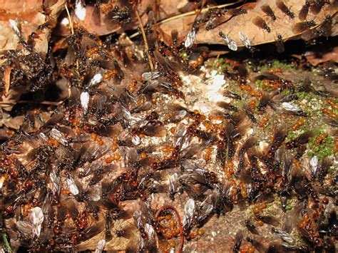 The Joyce Road Neighborhood Citronella Ant Swarm