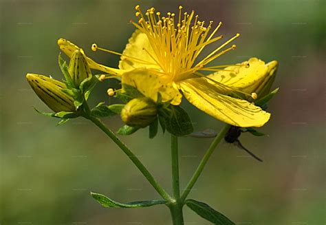 Suche Nach Arten Echtes Johanniskraut Hypericum Perforatum L