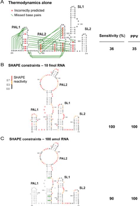 SHAPE Directed Folding Of The MuLV Genomic RNA Monomer Download Scientific Diagram