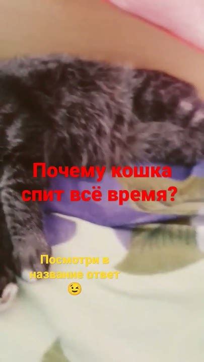 кошка Cat муся 😁😁она беременна 😄 Youtube