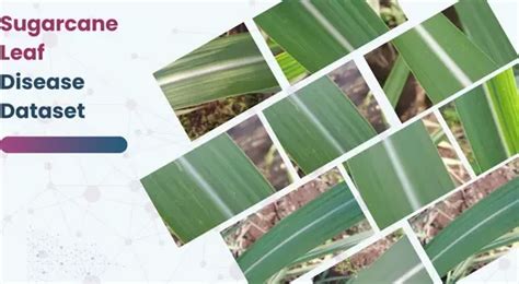 Sugarcane Leaf Disease Dataset