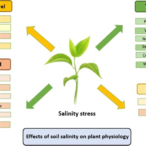 Effect Of Salinity On Overall Plant Physiology Salinity Interacts With Download Scientific