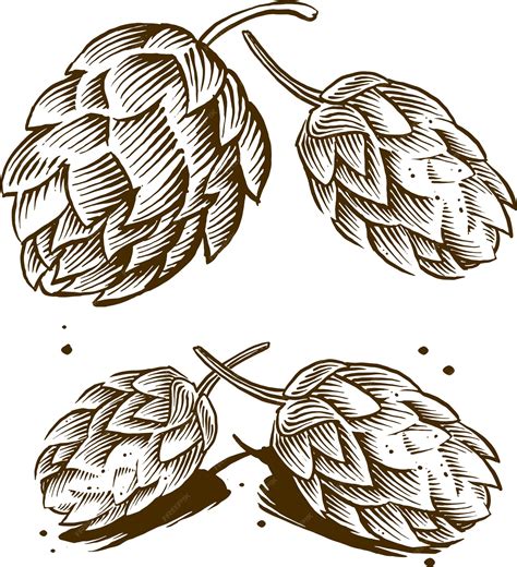 Hops Drawing
