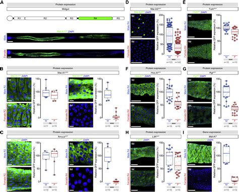 Sex Differences In Intestinal Carbohydrate Metabolism Promote Food