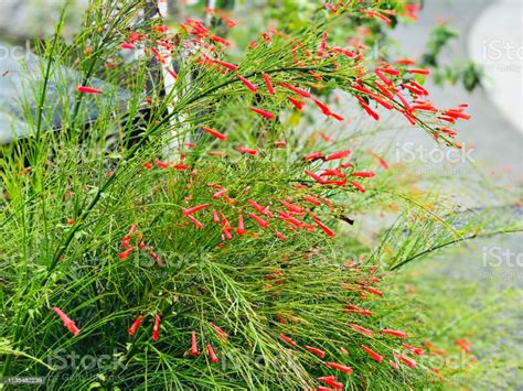 Russelia Equisetiformis 또는 파운드리 부시 또는 폭죽 식물 또는 산호 식물 또는 산호 분수 또는