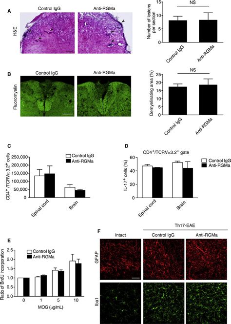 Rgma Is Not Involved In Immune Responses In Th17 Eae Mice A Hande