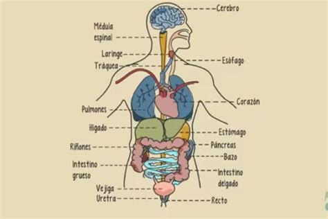 Partes De El Cuerpo Humano Aprender Las Partes Del Cuerpo Humano En