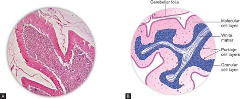 Cerebellum Folia Histology