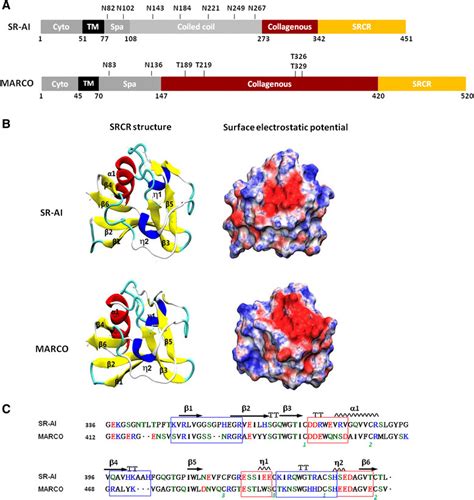 Modeled Structure Of The Srcr Domain Of Human Sr Ai And Macro A