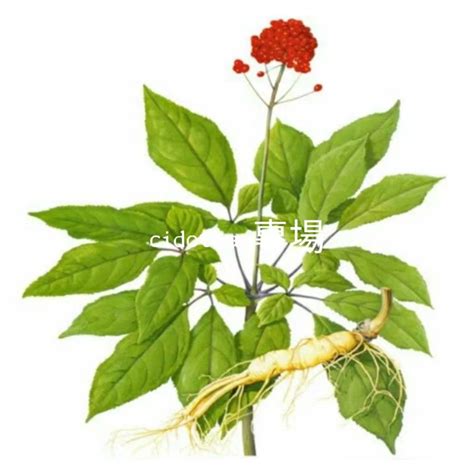 丹參的價格推薦 2024年6月 比價比個夠biggo