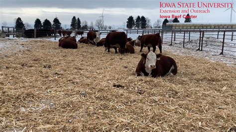 Iowa Beef Center Home Facebook