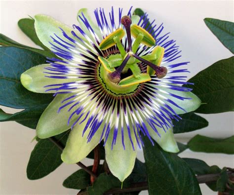 Características De La Passiflora Variedades Y Cuidados
