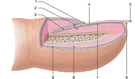 Anatomy Nail Diagram Lab Practical Diagram Quizlet